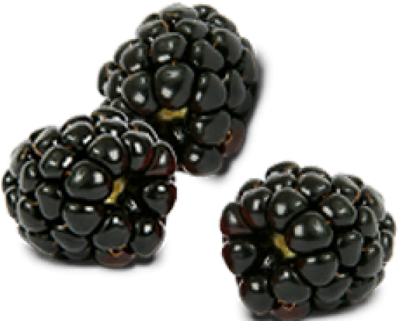 Download Blackberry Clipart Black Raspberry - Black Raspberry Png ...
