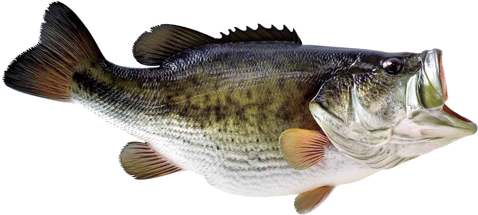 Download Download Transparent Background Image - Bass Fish No ...
