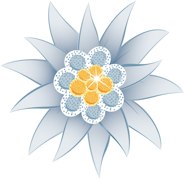 Download Transparent Edelweiss Flower Clipart - Edelweis Png - ClipartKey