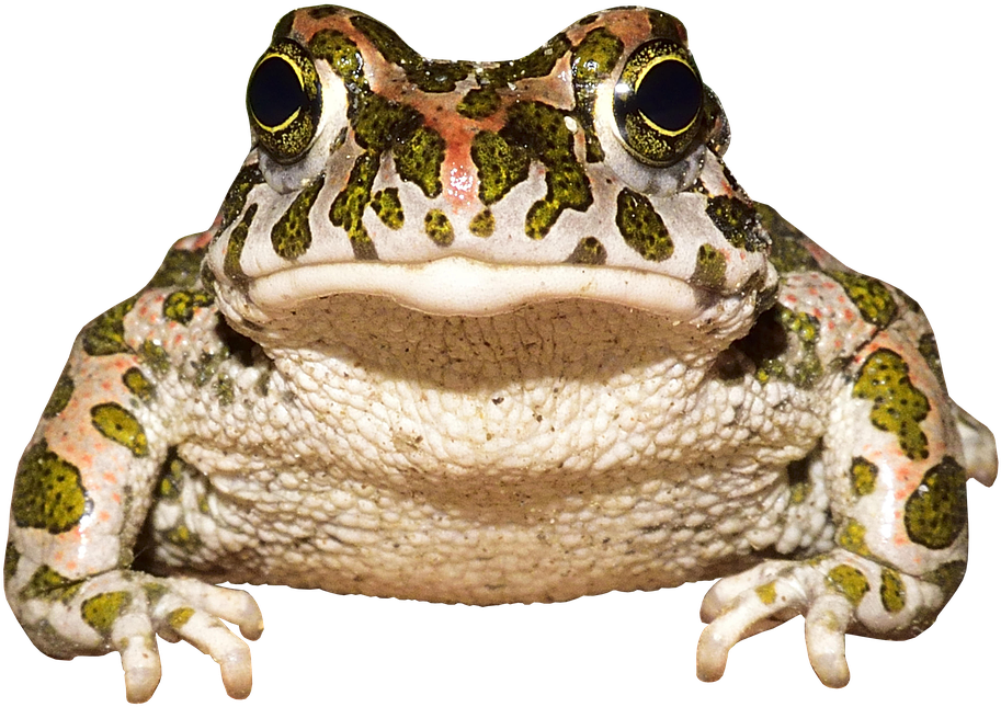 Download Transparent Toad Animal Png - ClipartKey
