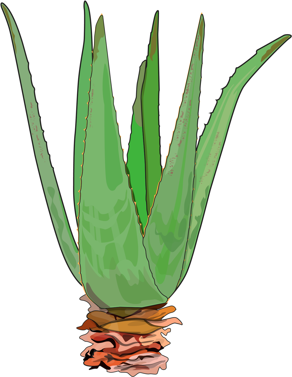 Download Agave - ClipartKey