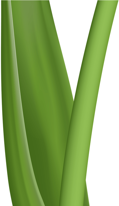 Download Tulips Clip Art No Backgrounds Clipart Vector Design - Agave ...