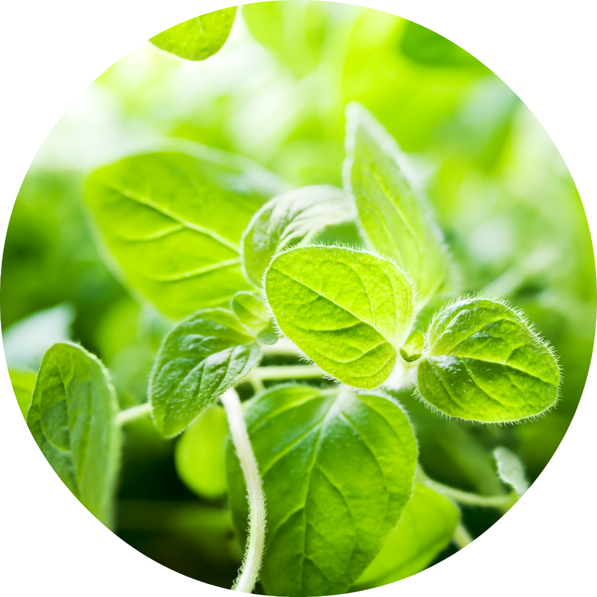 Download Clip Art Images Of Oregano - Oregano Transparent - ClipartKey