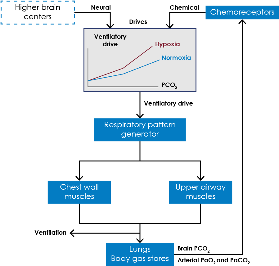 Download Central Sleep Apnea Pathophysiology In Brain - ClipartKey