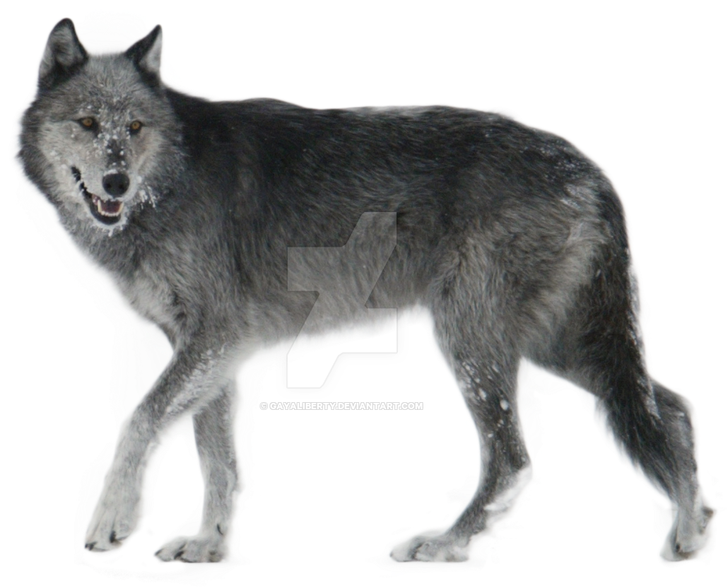 Download Wolf Png Gayaliberty Deviantart - Grey Wolf Png - ClipartKey