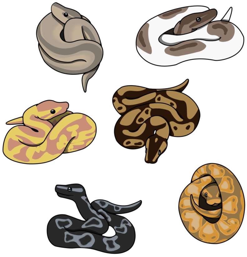 Download Some Cute Little Ball Pythons available On Redbubble - Cute ...