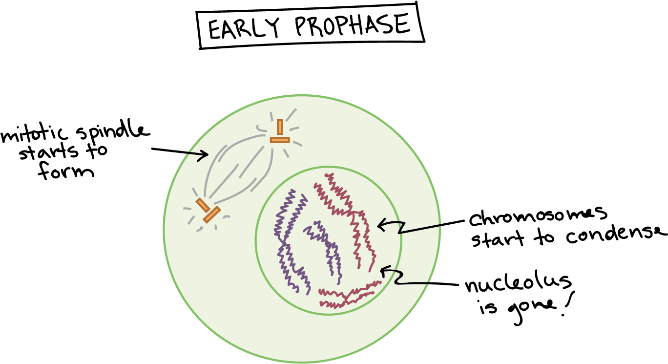 Download Early Prophase Diagram Mitosis - ClipartKey