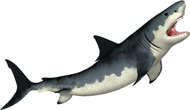 Download Megalodon Transparent Png - ClipartKey