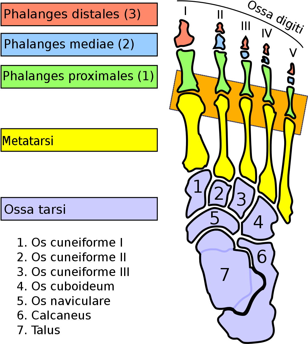 Download Articulatio Pedis - ClipartKey