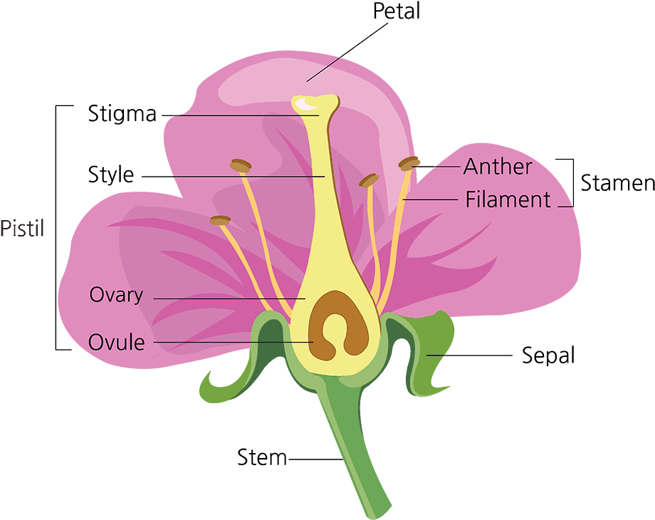 Download Parts Of A Flower And Their Functions Green Flower - Flower ...