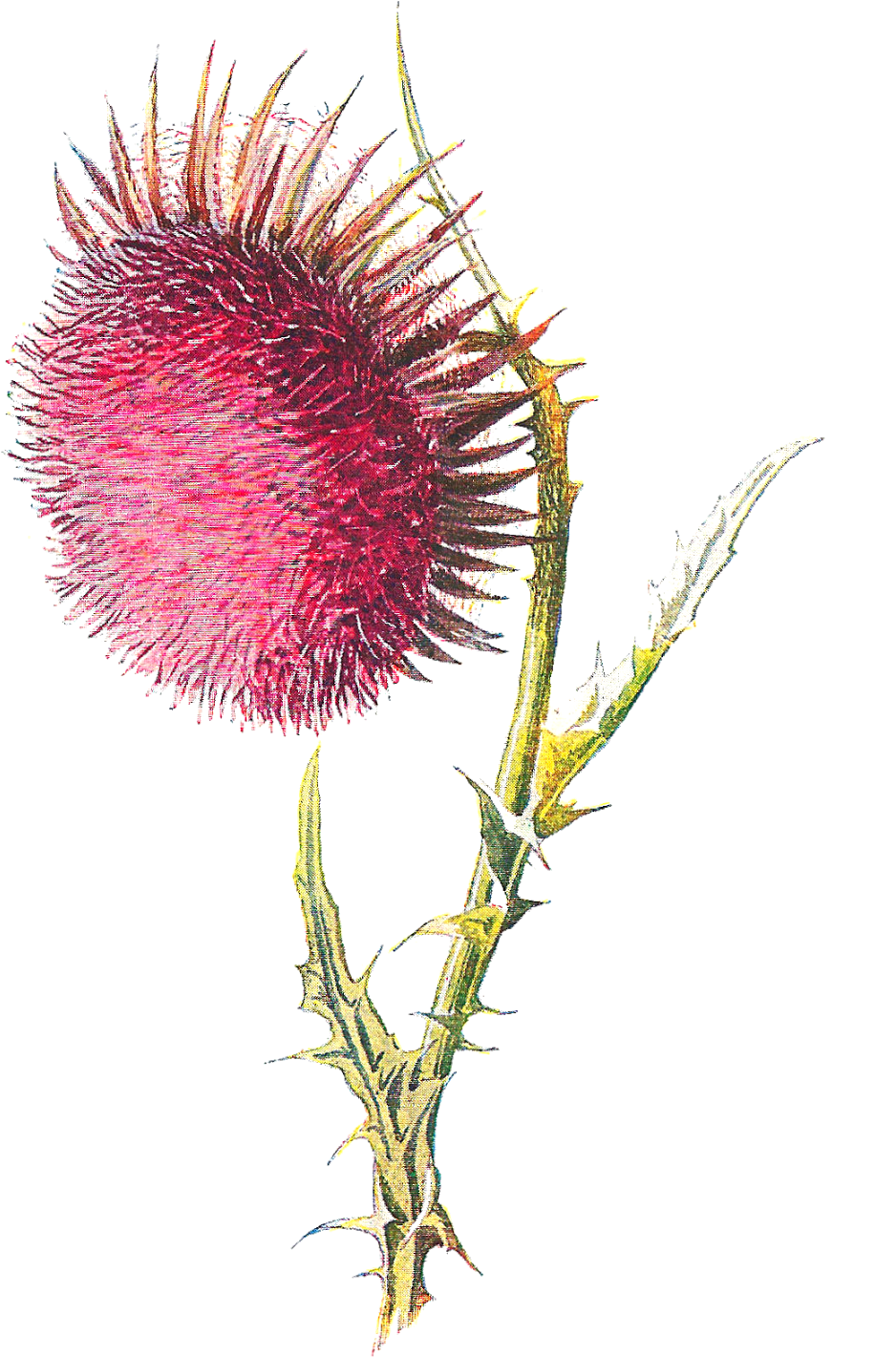 Download Thistle Clip Art - ClipartKey