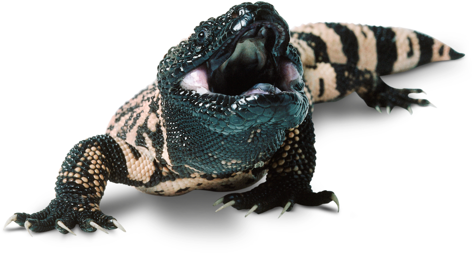 Download Gila Monster Transparent Background - ClipartKey