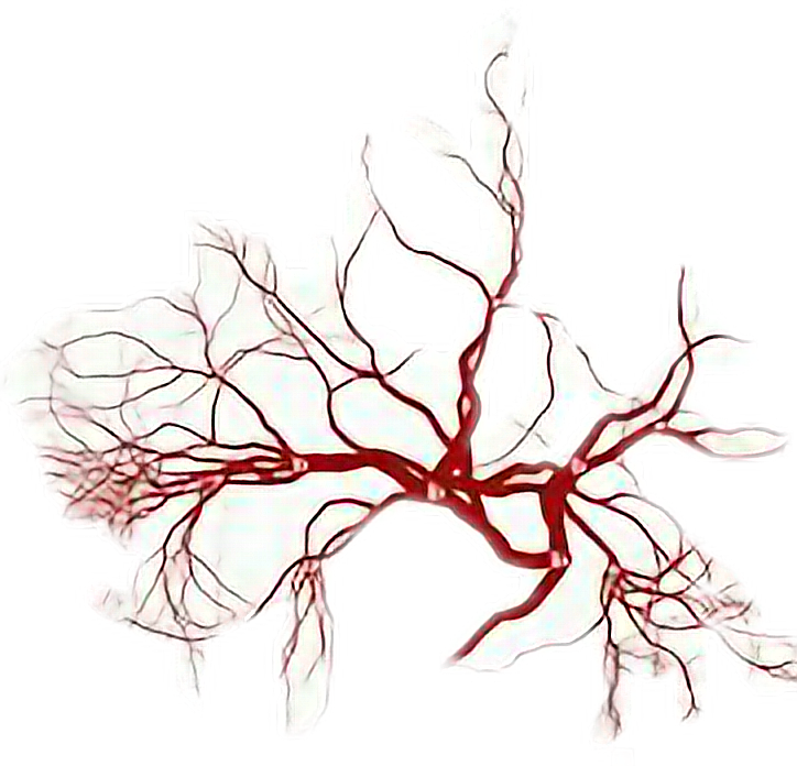 Download #veins - Human Veins Texture - ClipartKey