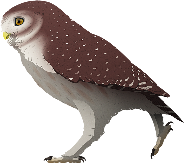 Download A Stylized Illustration Of An Extinct Giant Little - Owl ...