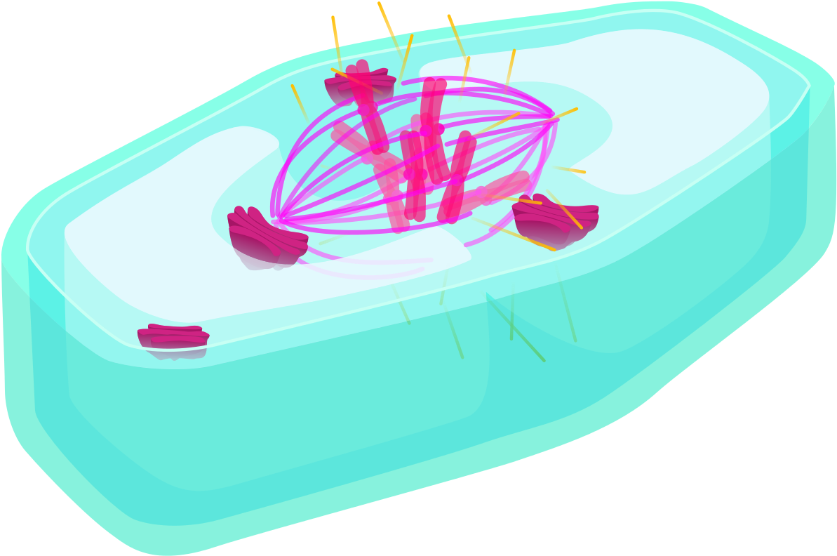 Download Plant Cell Transparent Png - ClipartKey