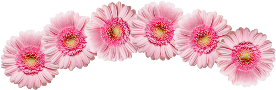Download Transparent Daisy Chain Clipart - Barberton Daisy - ClipartKey