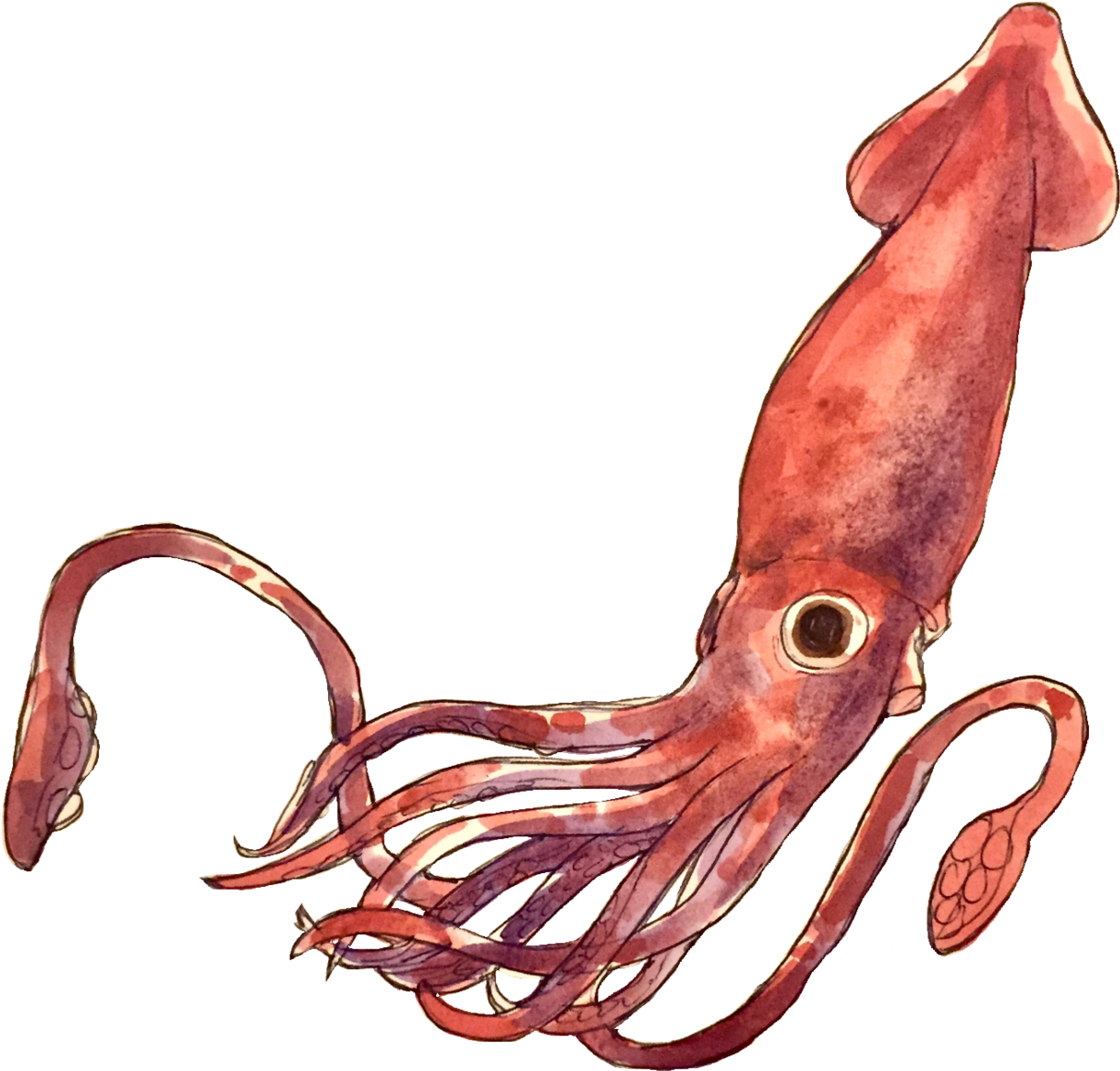 Download Giant Squid Transparent Background - ClipartKey