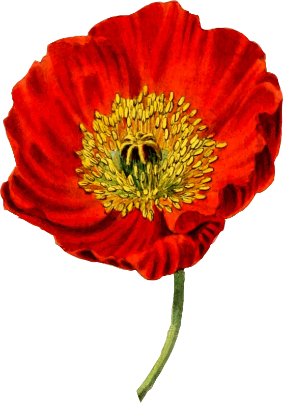 Download Transparent Poppies Png - Opium Poppy Transparent Background ...
