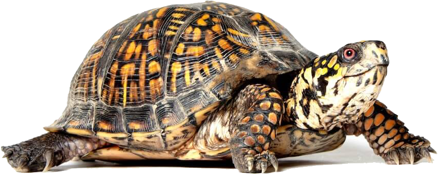 Download Download Box Turtle Png File For Designing Purpose - Turtle ...