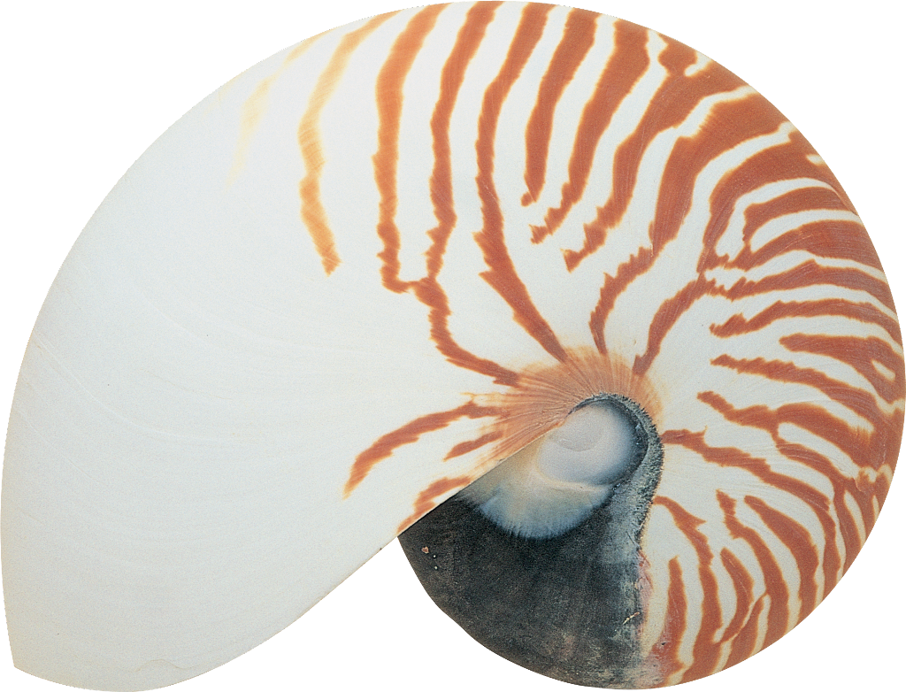 Download #nautilus #shell #nature #ocean #freetoedit - 贝壳 - ClipartKey