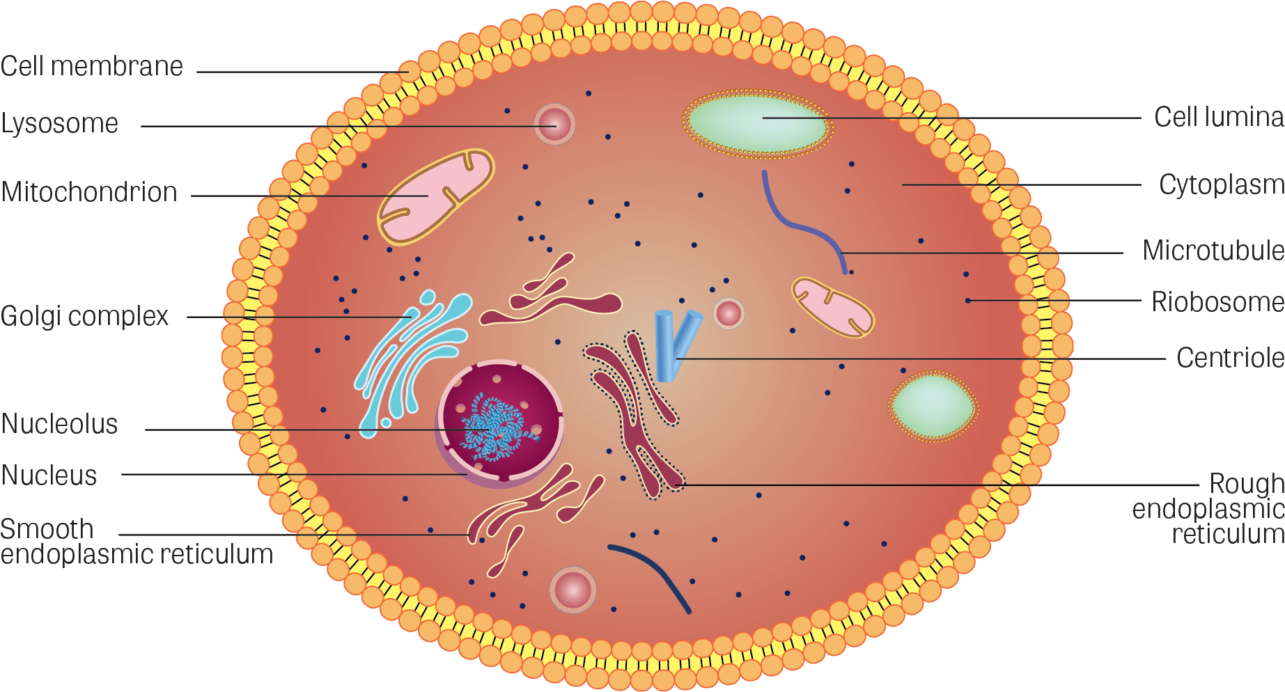 Download Transparent Endoplasmic Reticulum Clipart - Cell Structure ...