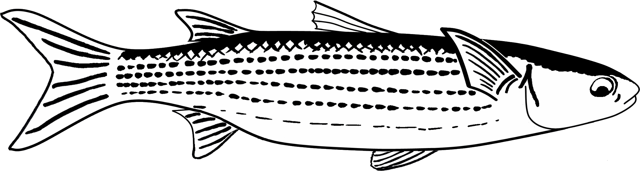 Download Mullet Fish Clipart Image Black And White 28 Collection ...