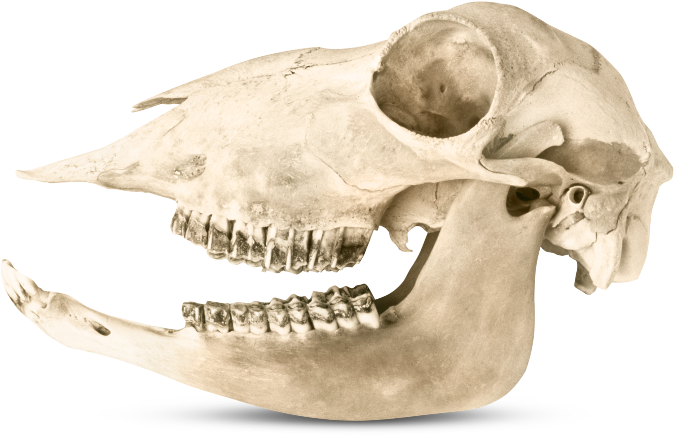 Download Transparent Animal Teeth Clipart - Omnivore Dinosaur Teeth ...