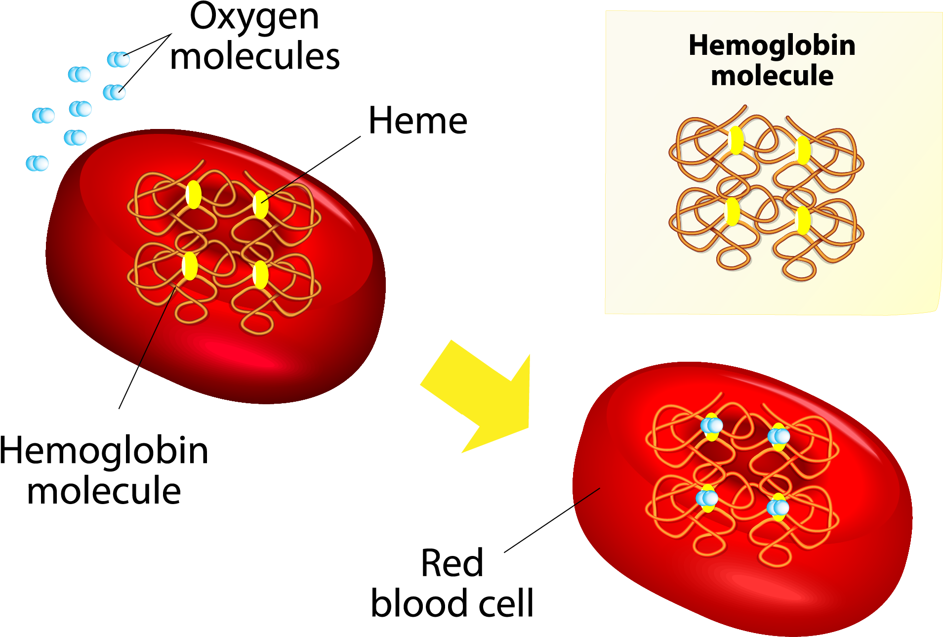 Download Transparent Red Blood Cell Clipart - Red Blood Cells Contents ...