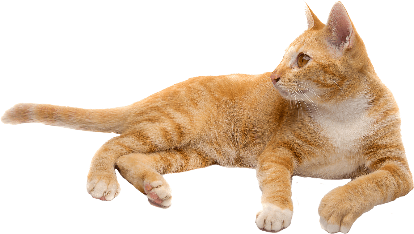 Download Cat Png - Orange Cat Transparent Background - ClipartKey