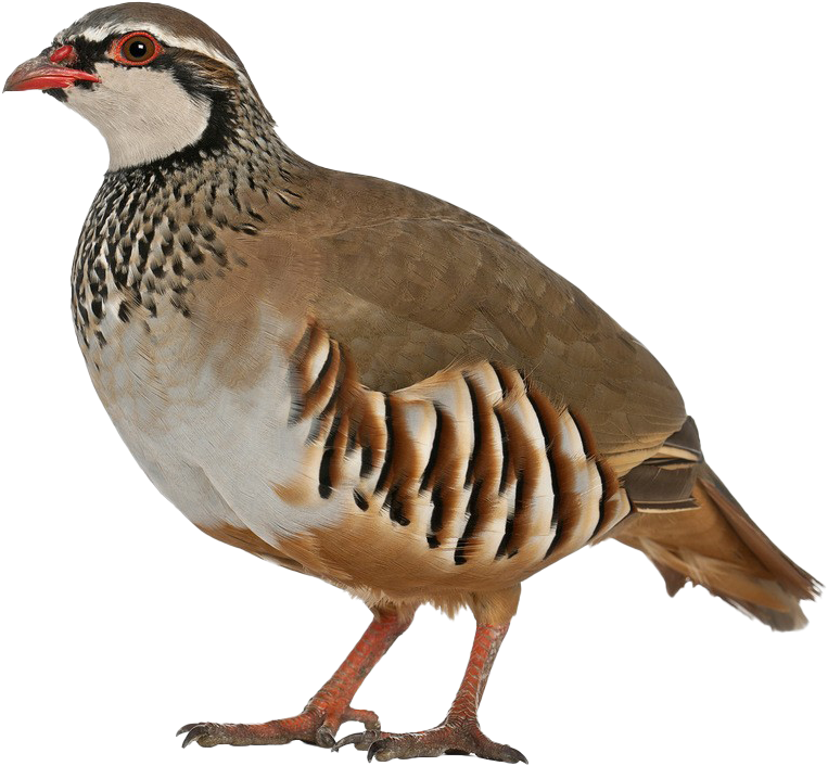 Download Partridge Background Png - Transparent Background Lamb Png ...