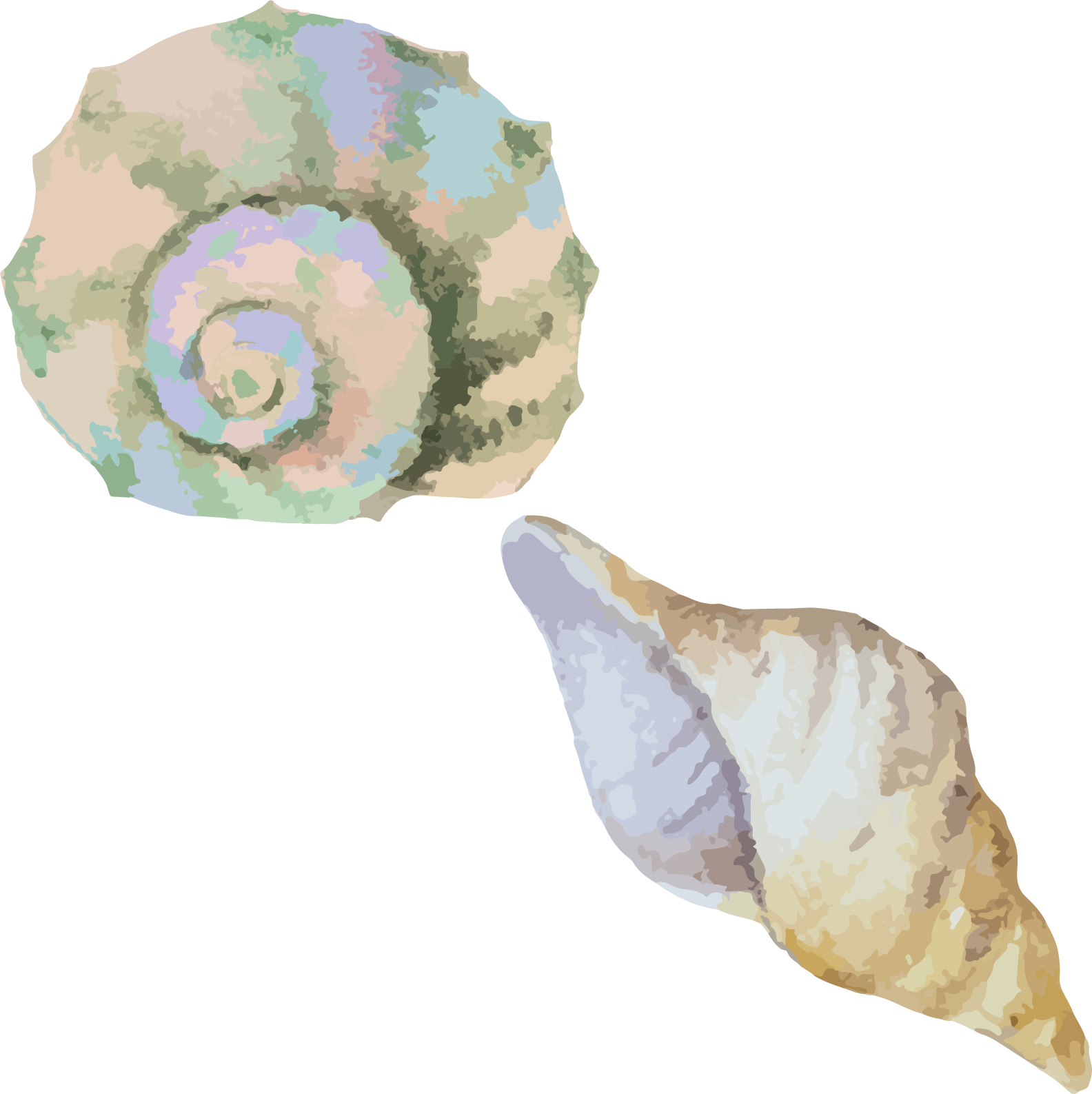 Download Transparent Sea Shell Clip Art - Transparent Watercolor Sea ...