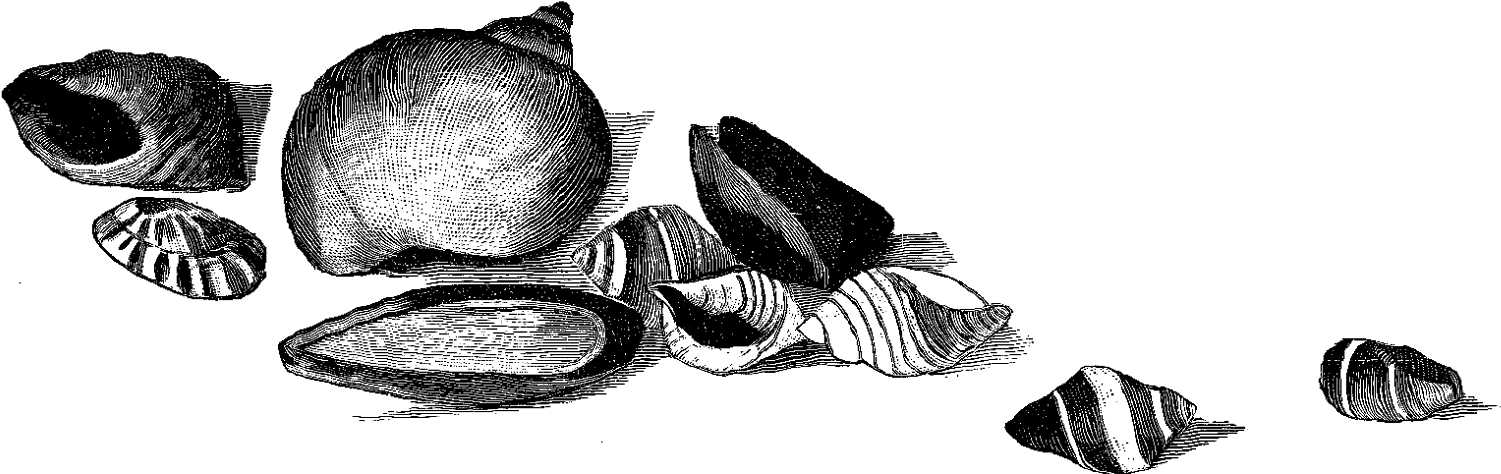 Download The Sea Shell Clip Art Is A Lovely Pencil Artwork Drawing ...