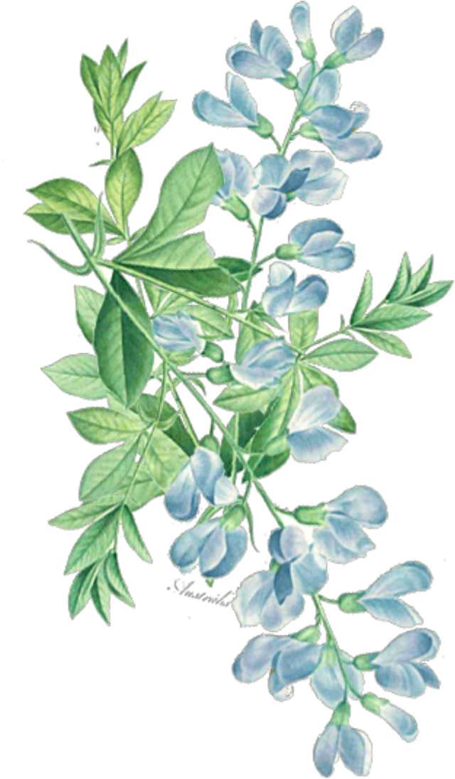 Download Transparent Greenery Clipart - Watercolor Greenery Transparent ...