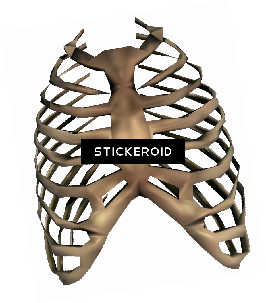 Download Rib Cage Transparent Clipart , Png Download - Ribcage Png - ClipartKey