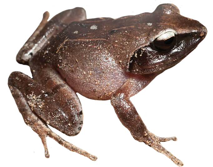Download Brown Frog Clipart - Wood Frog Transparent Background - ClipartKey