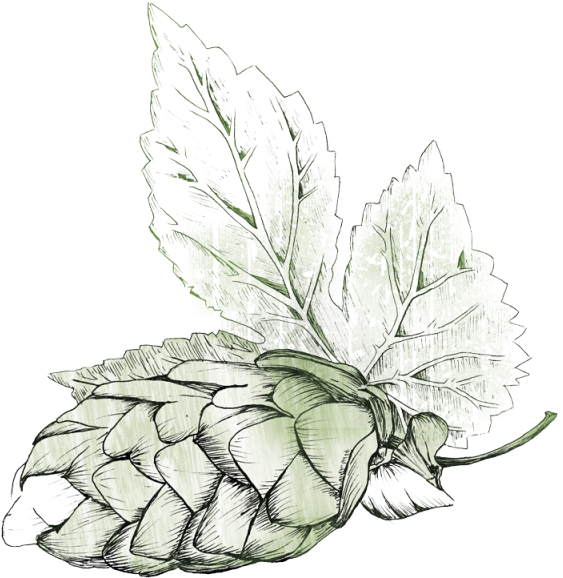 Download Transparent Hops Clipart - Illustration Beer Hops Png - ClipartKey