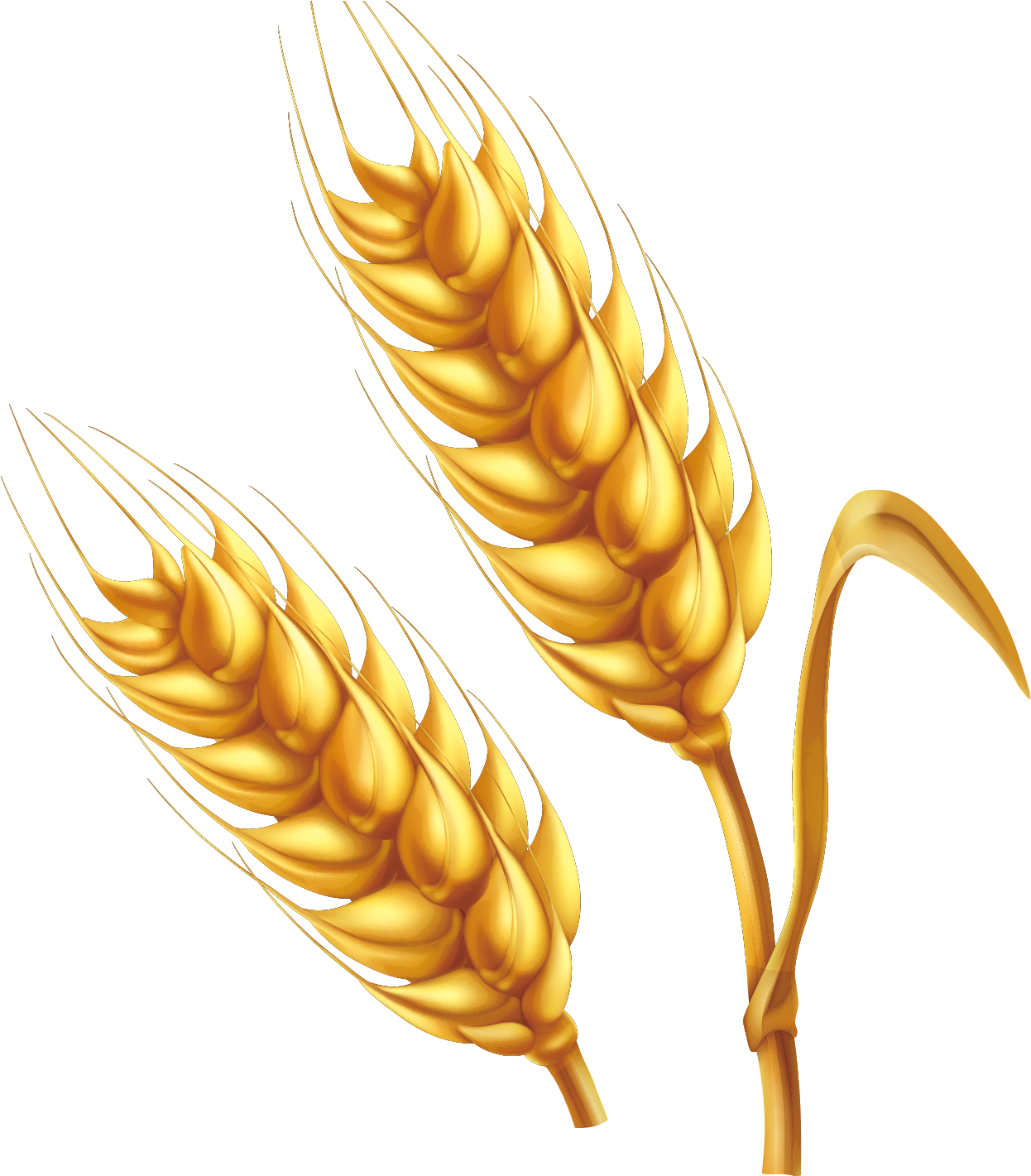 Download Wheat Cartoon Illustration - Grain Cartoon Png - ClipartKey