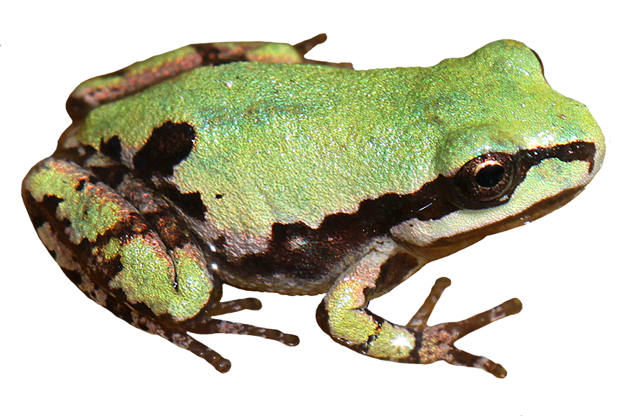 Download Frog Clip Art - Pacific Tree Frog Transparent Background ...