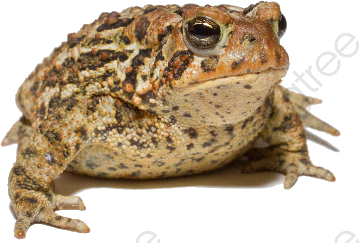 Download Frog Toad, Frog Clipart, Frog, Toad Png Transparent - Michigan ...