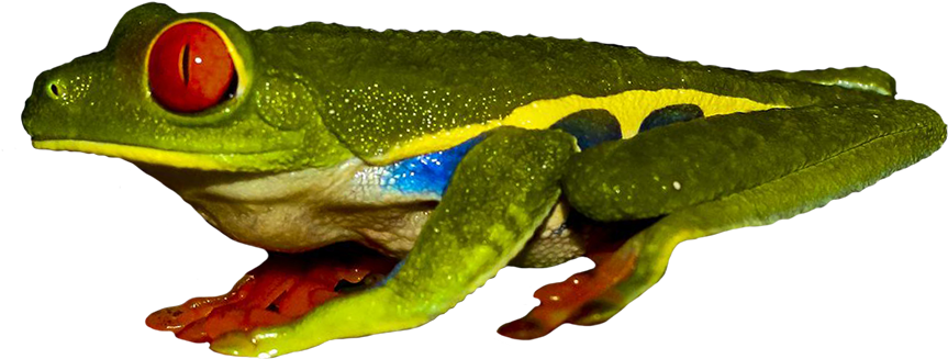 Download Frog Clip Art - Red-eyed Tree Frog - ClipartKey