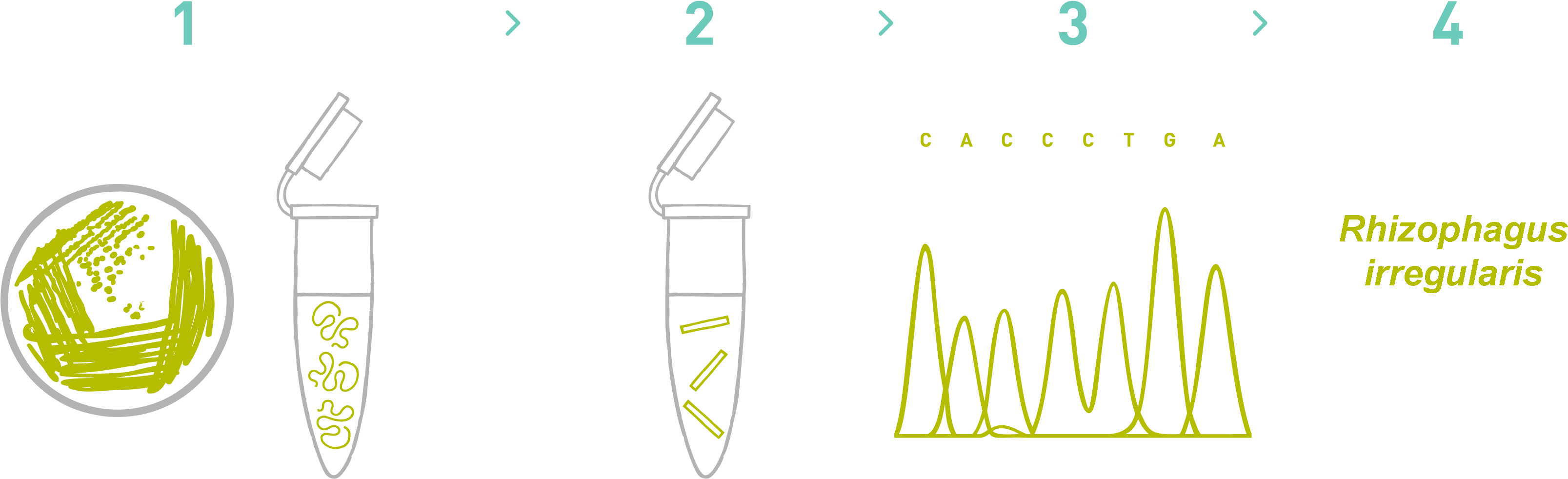 Download Dna Barcoding Dna Fingerprinting In Plants - ClipartKey