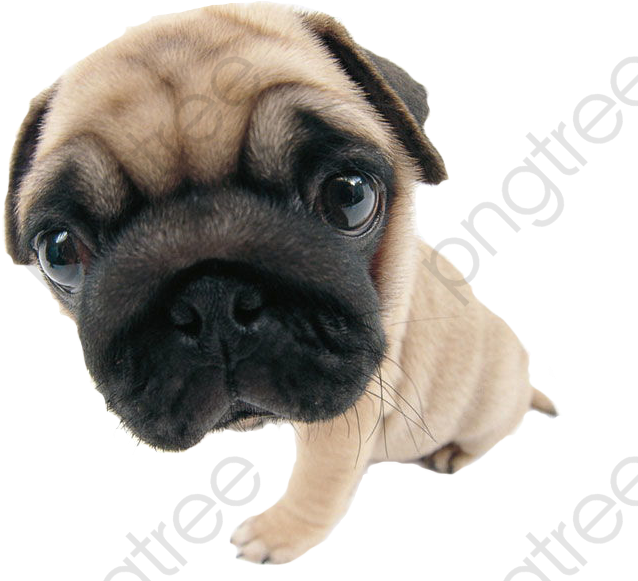 Download Starling Avatar - Pug - ClipartKey