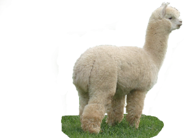 Download Alpaca Clipart Transparent - Alpaca - ClipartKey