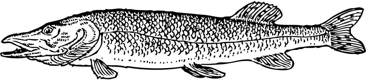 Download Fish Type Scales Fishing Pike Png Image - Pike Clipart ...