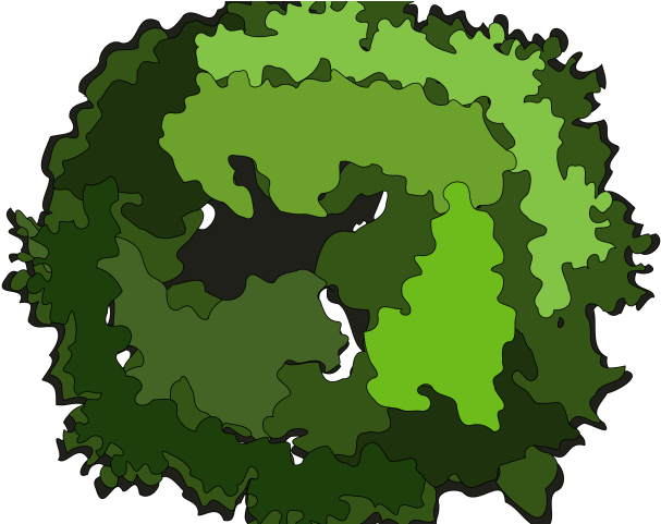 Download Transparent Birds Eye View Of Tree - ClipartKey