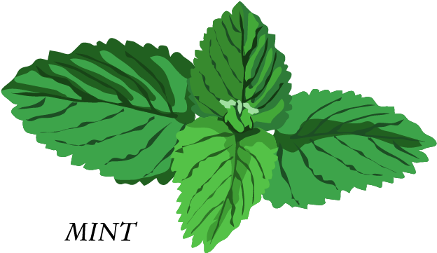 Download Herb Basil Mint Clip Art - Herbs Clip Art - ClipartKey