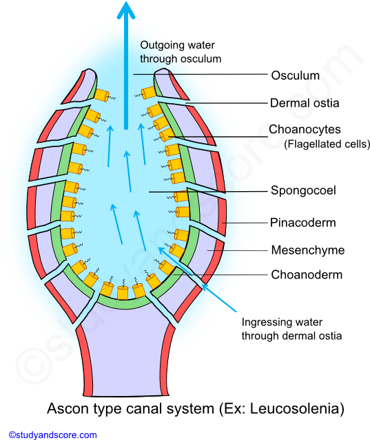 Download Clip Art Asconoid Sponge - Ascon Type Canal System In Sponges ...