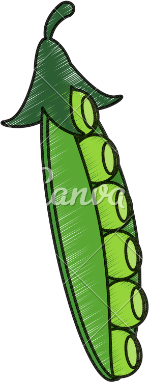 Download Drawing Of Peapod - Snap Pea - ClipartKey