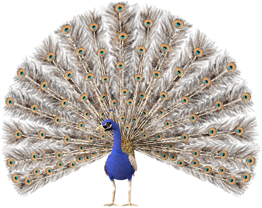 Download Peacock Clipart Clipartkey