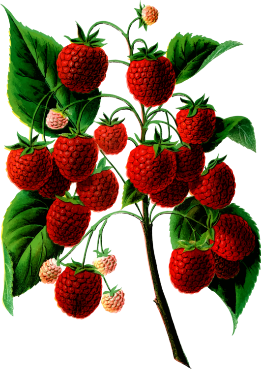 Download Raspberries In Botanical Art - ClipartKey